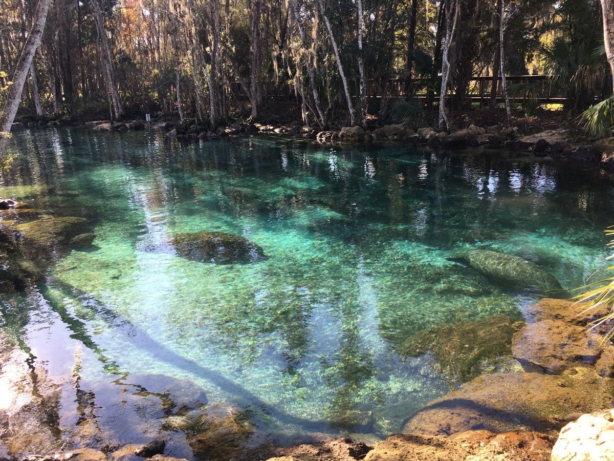 Winter in Florida – Crystal River Manatees – The Little Edition