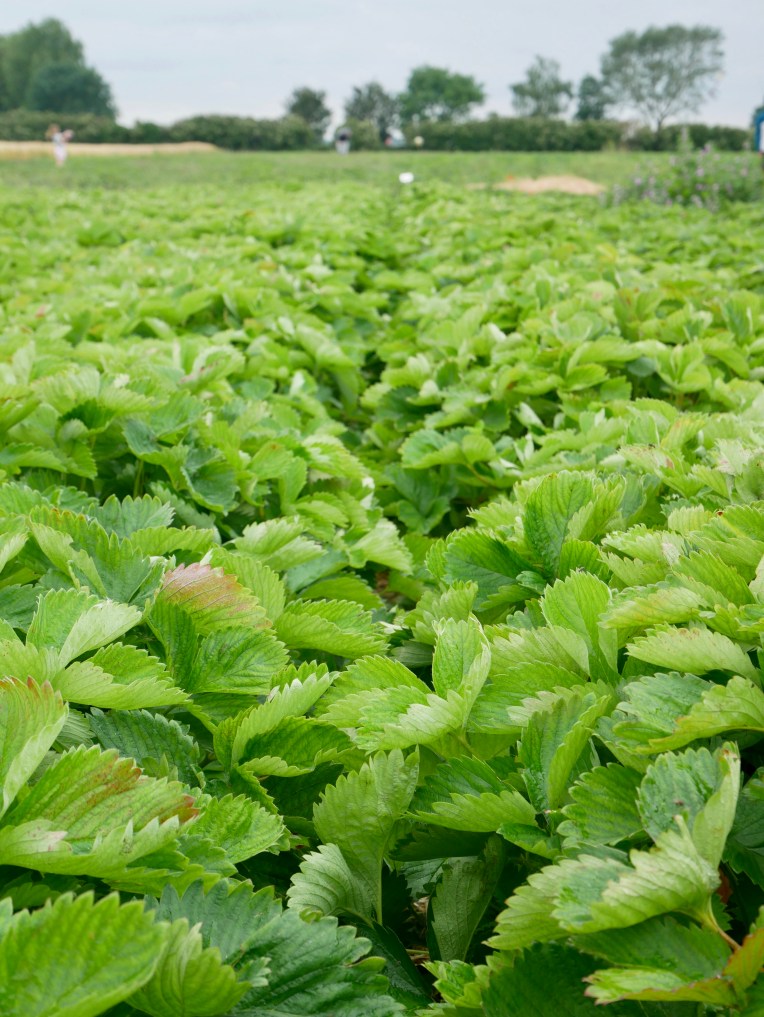 Strawberry Fields – The Little Edition