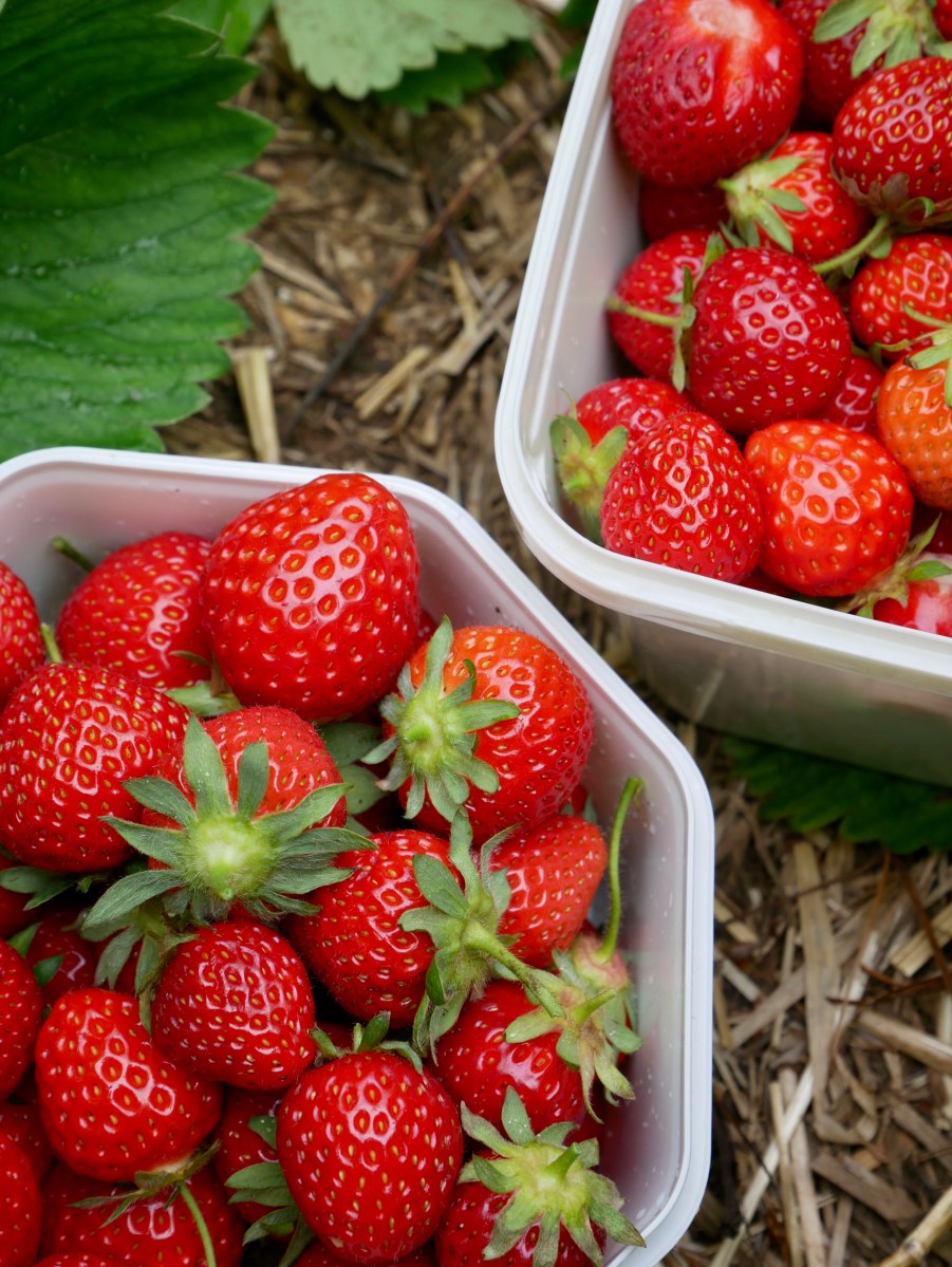 Strawberry Fields – The Little Edition